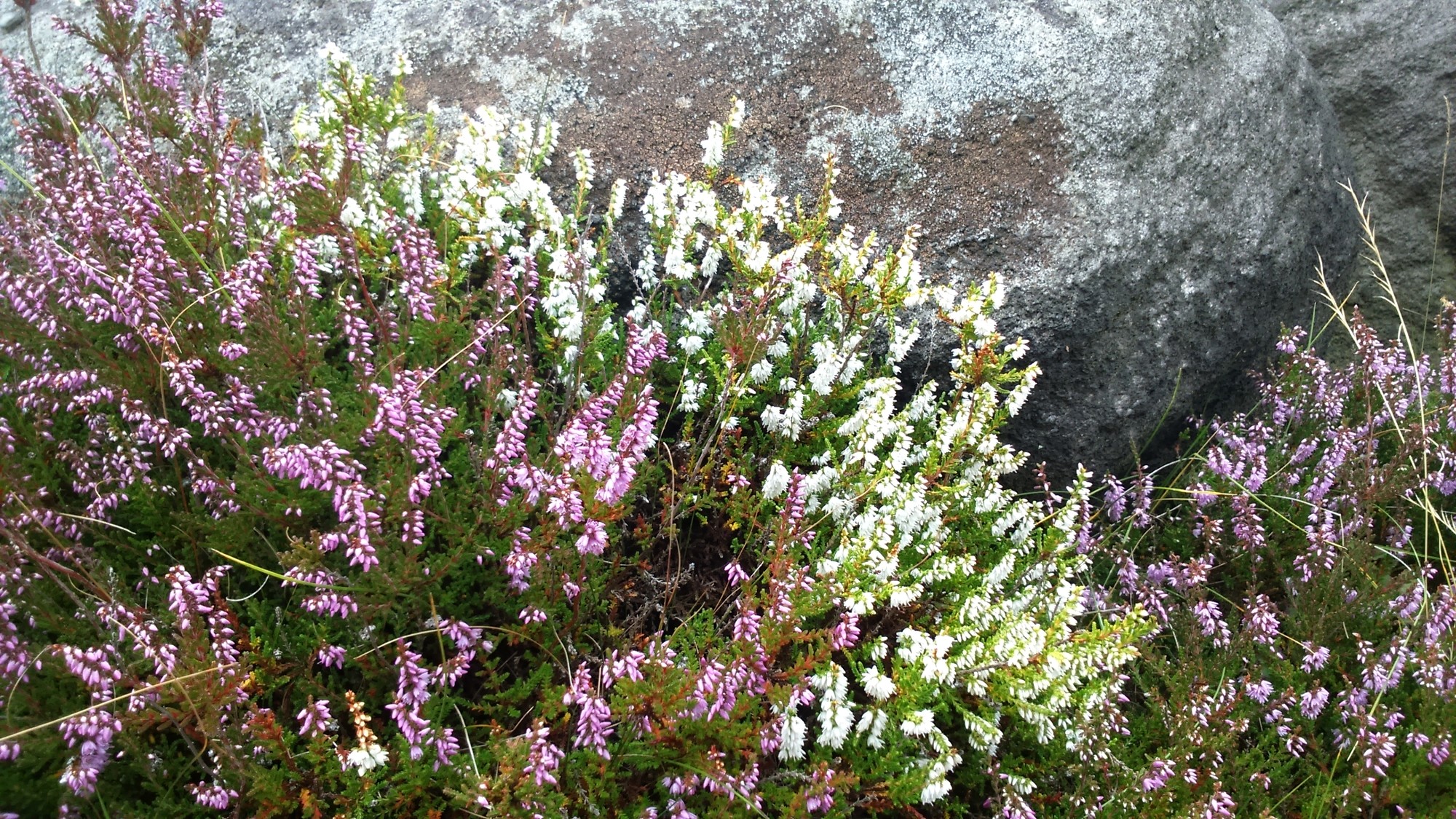 Peak Walking Adventures Blog – Amazing things seen and enjoyed on our ...